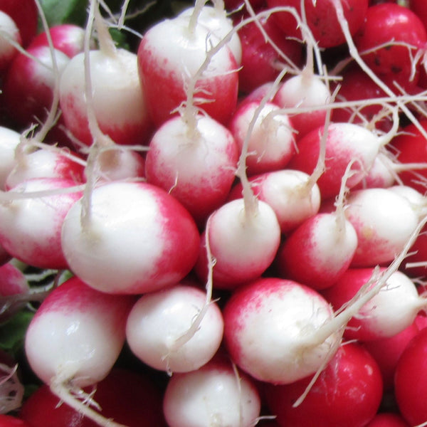 5 x French Breakfast Radish - Tourne-Sol