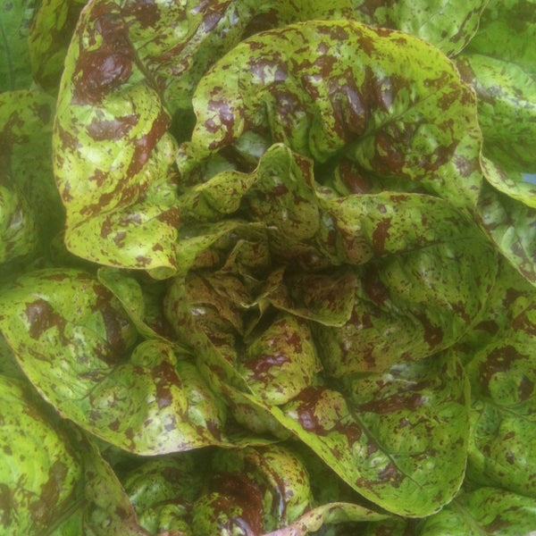 Flash Trout Back - Laitue / Lettuce, Verdurette / Greens,Légumes ...